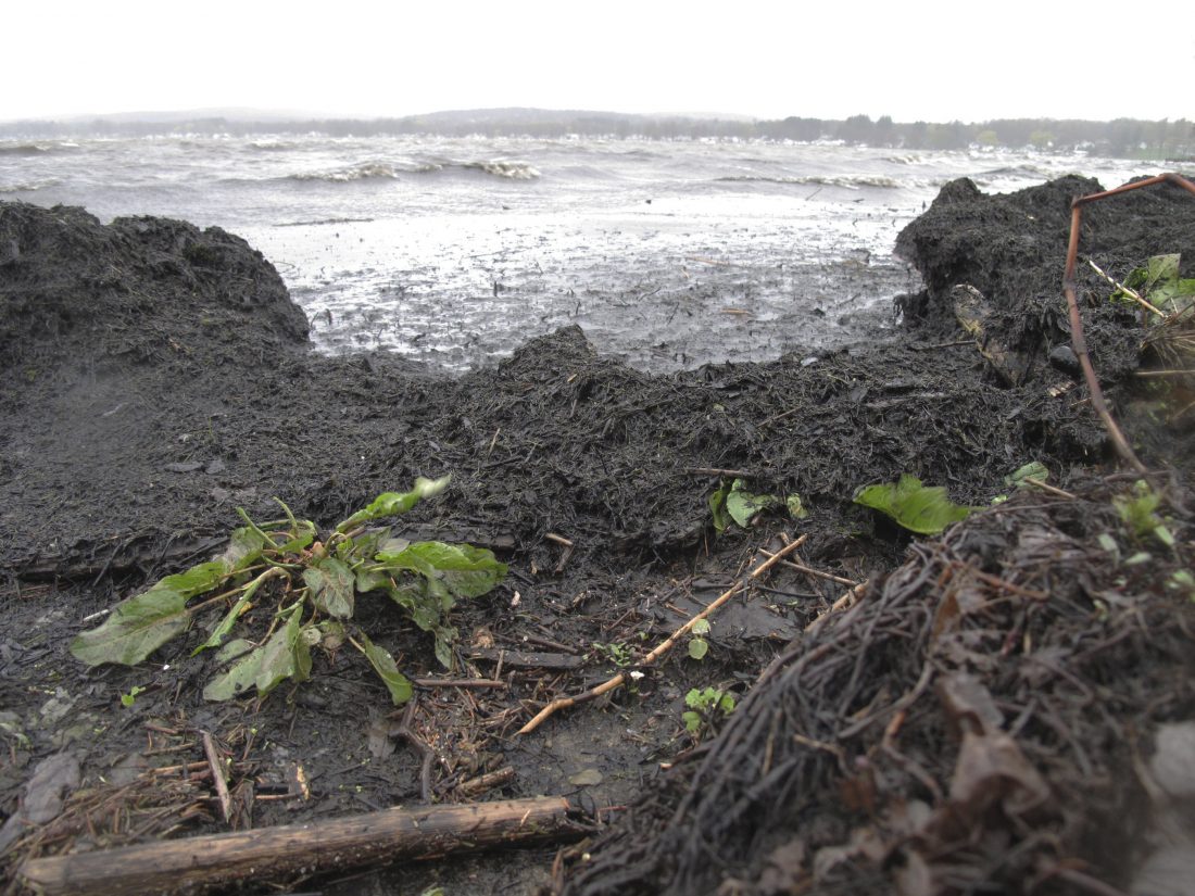 Burtis Bay Cleanup Set For Next Week | News, Sports, Jobs - Post Journal
